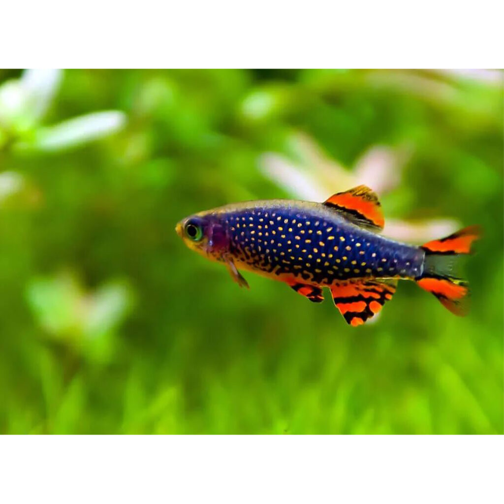 Galaxy razbóra/gyöngy dánió – Danio margaritatus – Petfarm díszállat ...