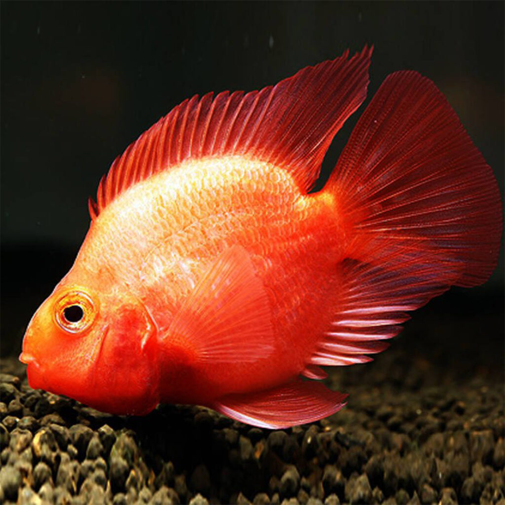 Papagájsügér – Amphilophus citrinellus x Paraneetroplus synspilus ...