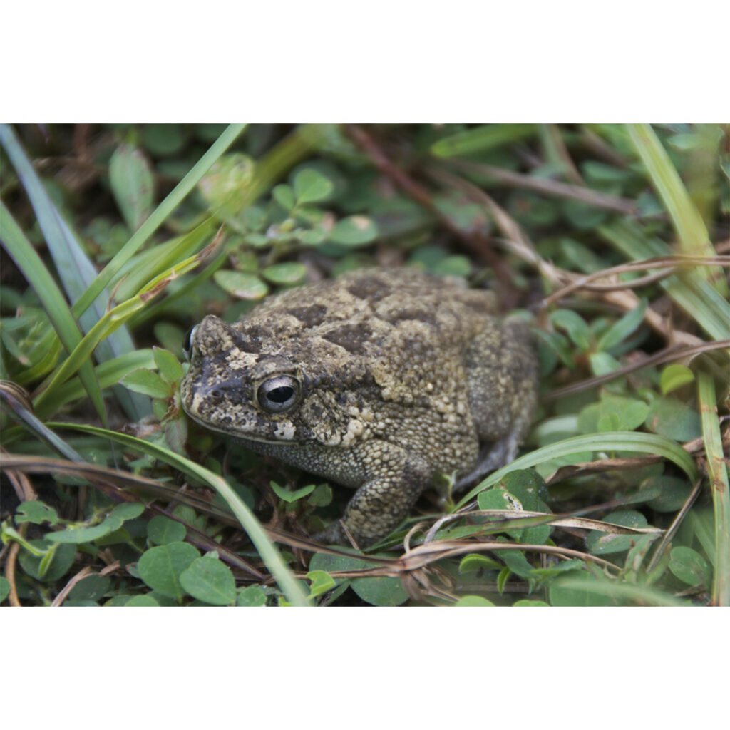 Afrikai varangy – Bufo regularis – Petfarm díszállat nagykereskedés