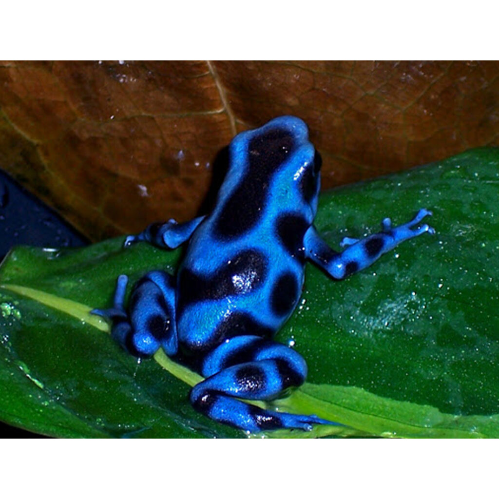 Arany fakúszóbéka Szuper-kék – Dendrobates auratus SUPER BLUE – Petfarm ...